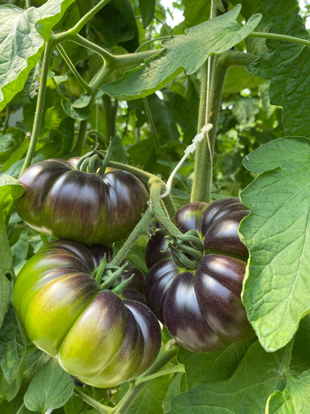 NOVA 2004 (Blue Marmande) – HORTINOVA Inc.