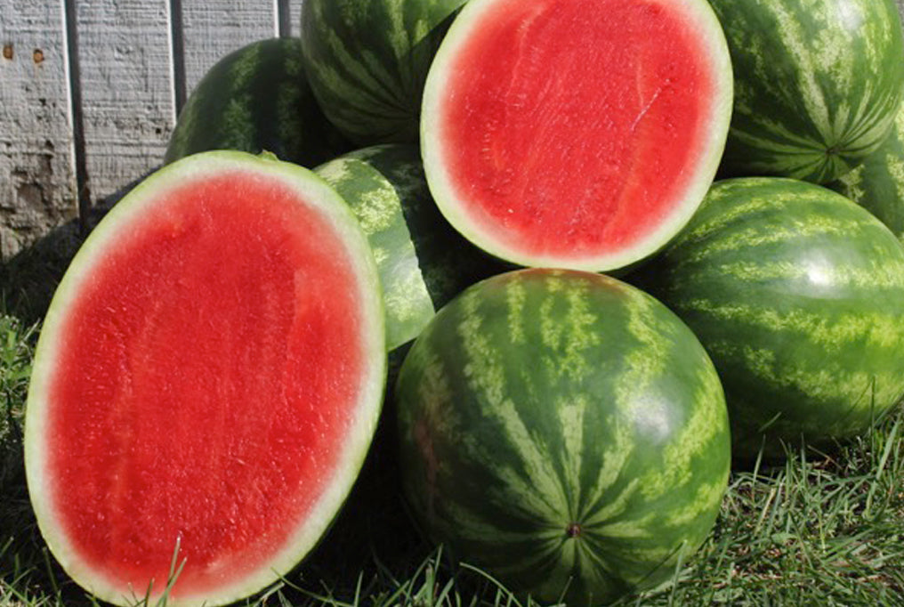 WATERMELON SEEDS – HORTINOVA Inc.