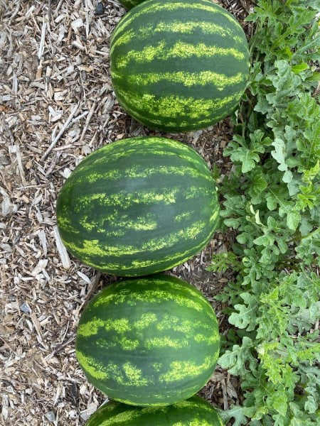 MAVERICK F1 - Hybrid Watermelon Seeds – HORTINOVA Inc.