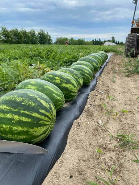 MAVERICK F1 - Hybrid Watermelon Seeds – HORTINOVA Inc.