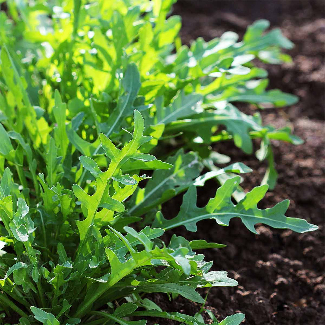 ARUGULA - Open Pollinated Wild Rocket Seeds – HORTINOVA Inc.