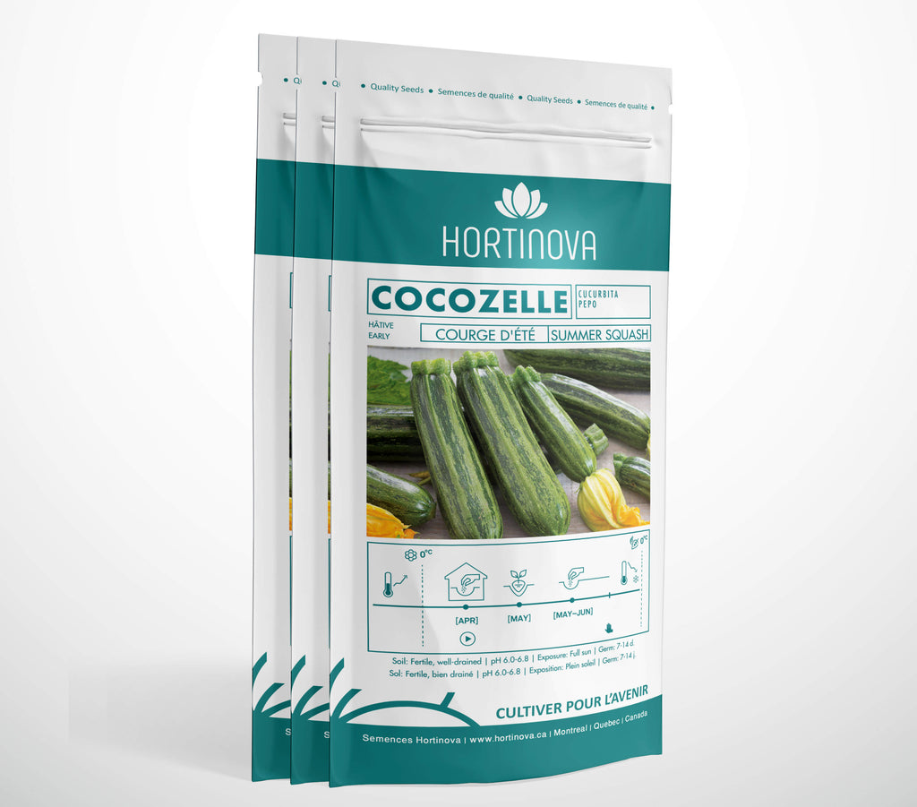 COCOZELLE - Open Pollinated Summer Squash Seeds – HORTINOVA Inc.