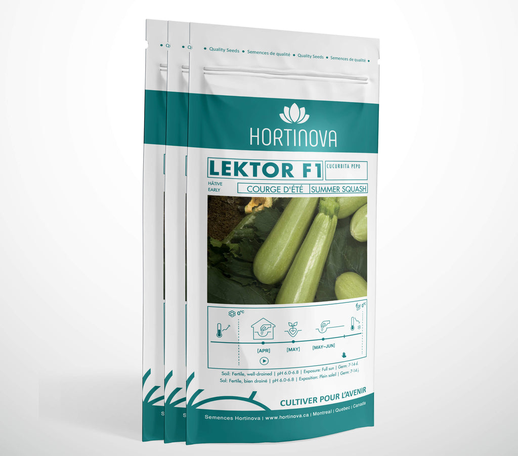 LEKTOR F1 - Hybrid Summer Squash Seeds – HORTINOVA Inc.