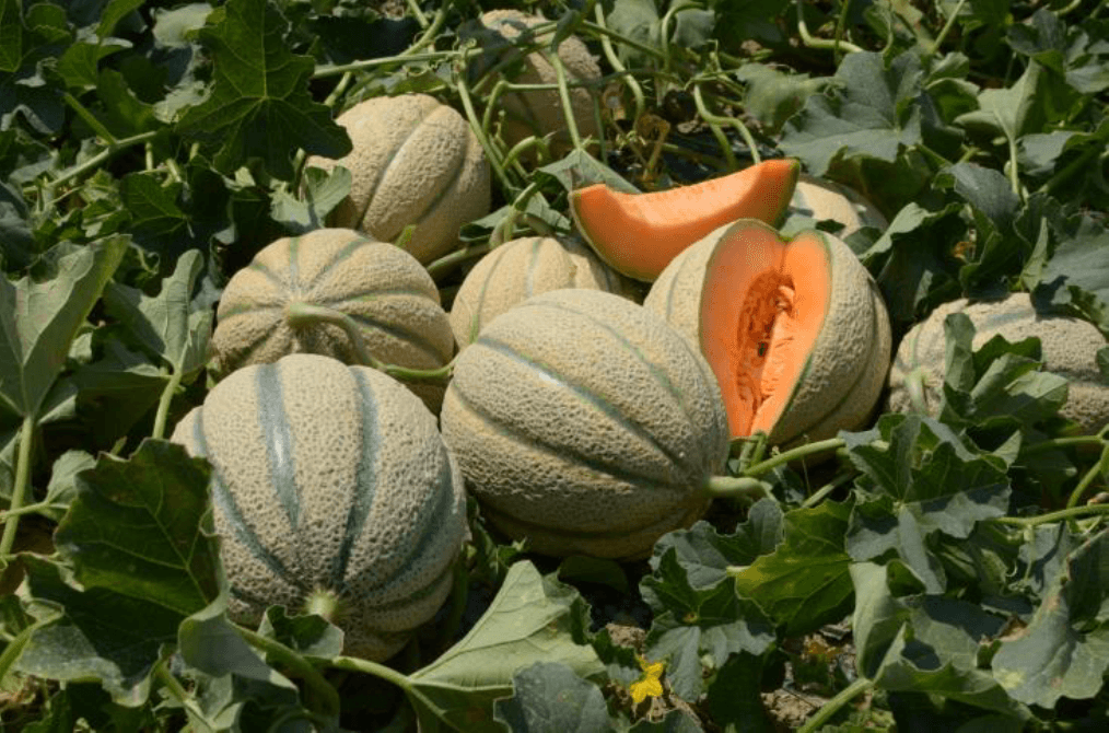 NOVA 1015 (Tuscan Melon) – HORTINOVA Inc.