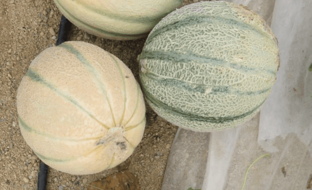 NOVA 1016 (Tuscan Melon) – HORTINOVA Inc.