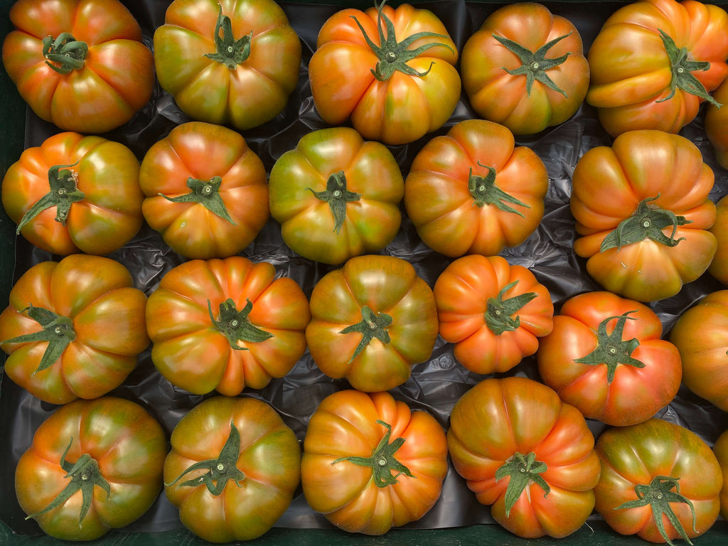 MARMANDE TOMATO – HORTINOVA Inc.