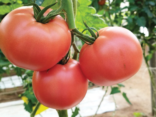 NOVA 2026 (Pink Beef Tomato) – HORTINOVA Inc.