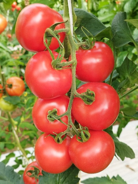 TOV Tomato – HORTINOVA Inc.