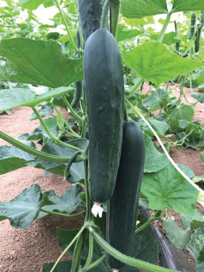 NOVA 625 (Slicer) – HORTINOVA Inc.