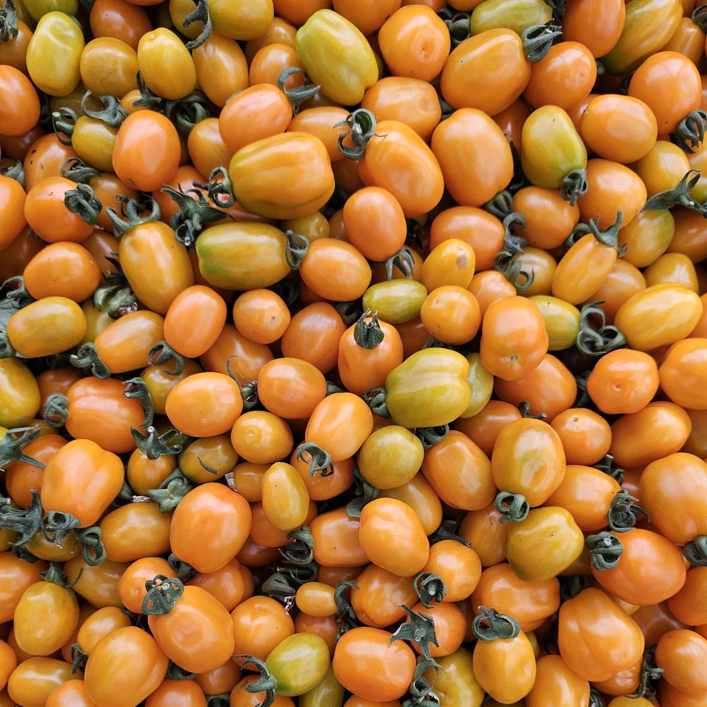 ORINGA F1 - Hybrid Cherry Tomato Seeds – HORTINOVA Inc.