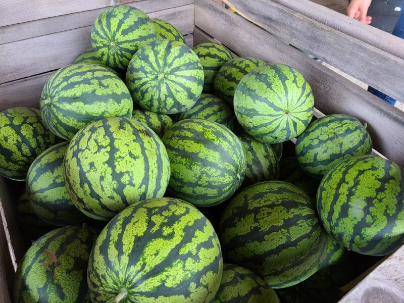 TWILIGHT F1 - Hybrid Watermelon Seeds – HORTINOVA Inc.