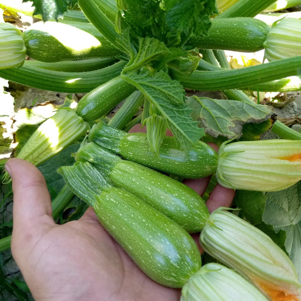 NOVA 715 (Lebanese Zucchini) – HORTINOVA Inc.
