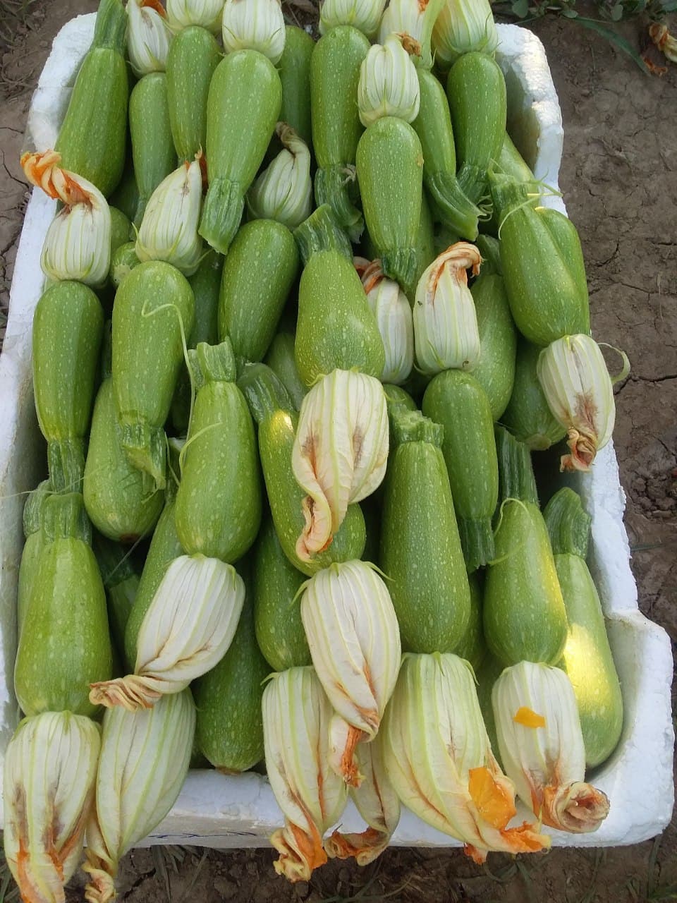 NOVA 715 (Lebanese Zucchini) – HORTINOVA Inc.