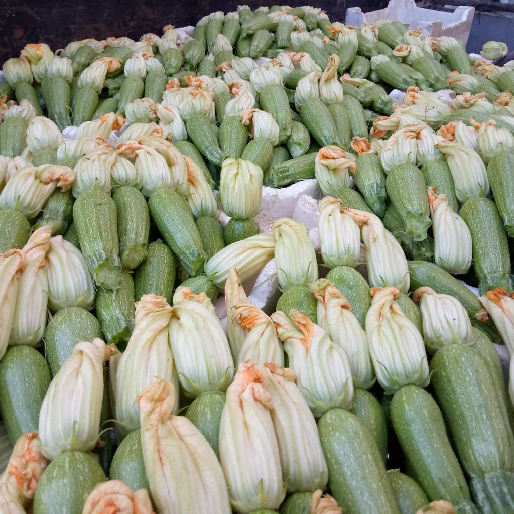 NOVA 715 (Lebanese Zucchini) – HORTINOVA Inc.