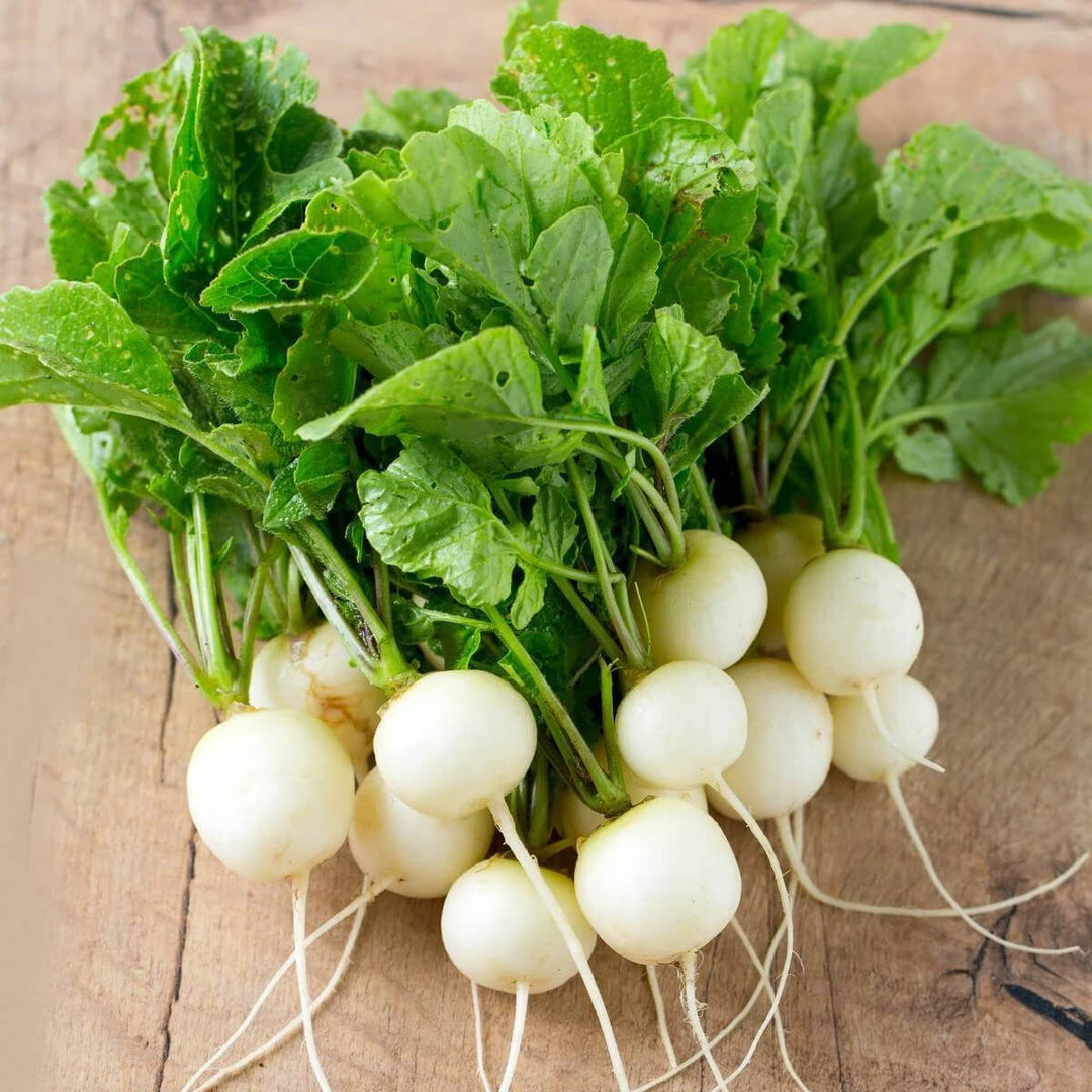 PERLA - Open Pollinated Heirloom White Radish Seeds – HORTINOVA Inc.