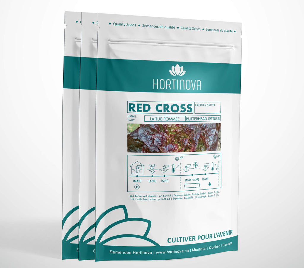 RED CROSS - Open Pollinated Butterhead Lettuce Seeds – HORTINOVA Inc.