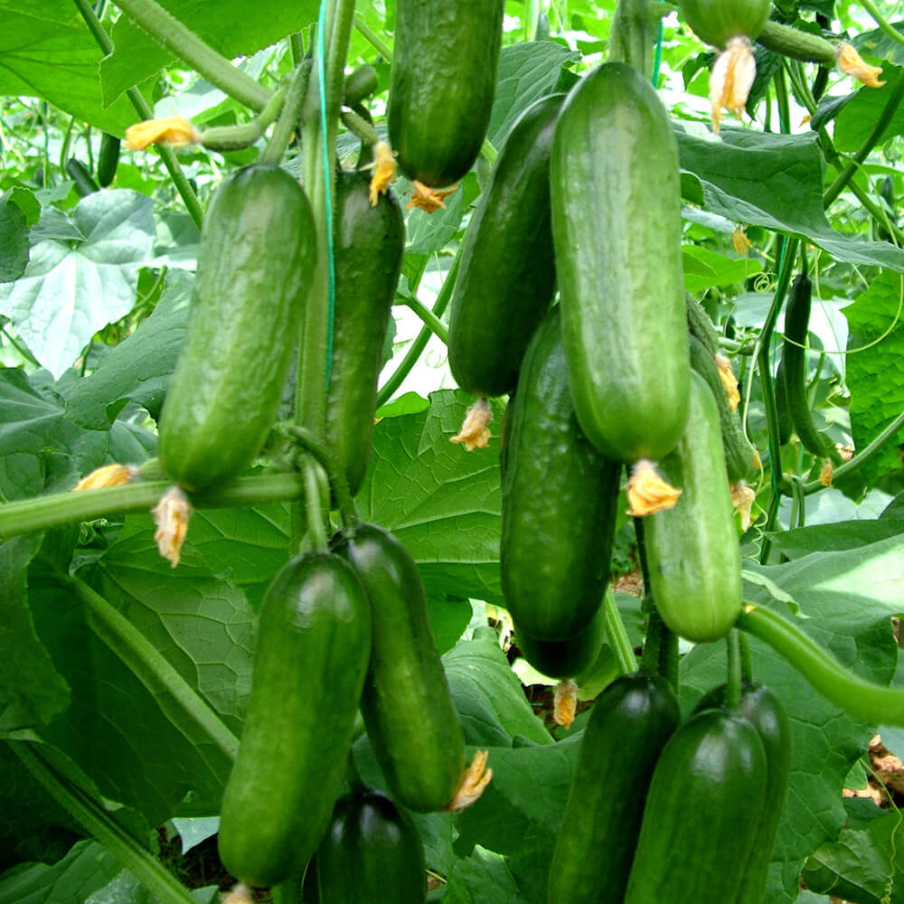 SALAMANDA F1 - Professional Hybrid Cucumber Seeds – HORTINOVA Inc.