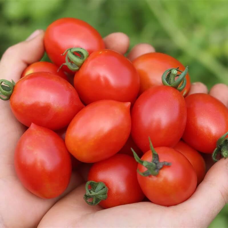 DALIDA - Open Pollinated Field Tomato Seeds – HORTINOVA Inc.