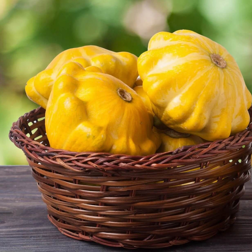 MARIGOLD - Open Pollinated Summer Squash Seeds – HORTINOVA Inc.